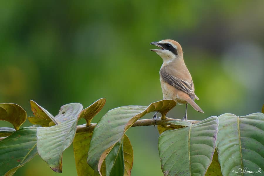 Birding in Thattekad – Everything You Need to Know