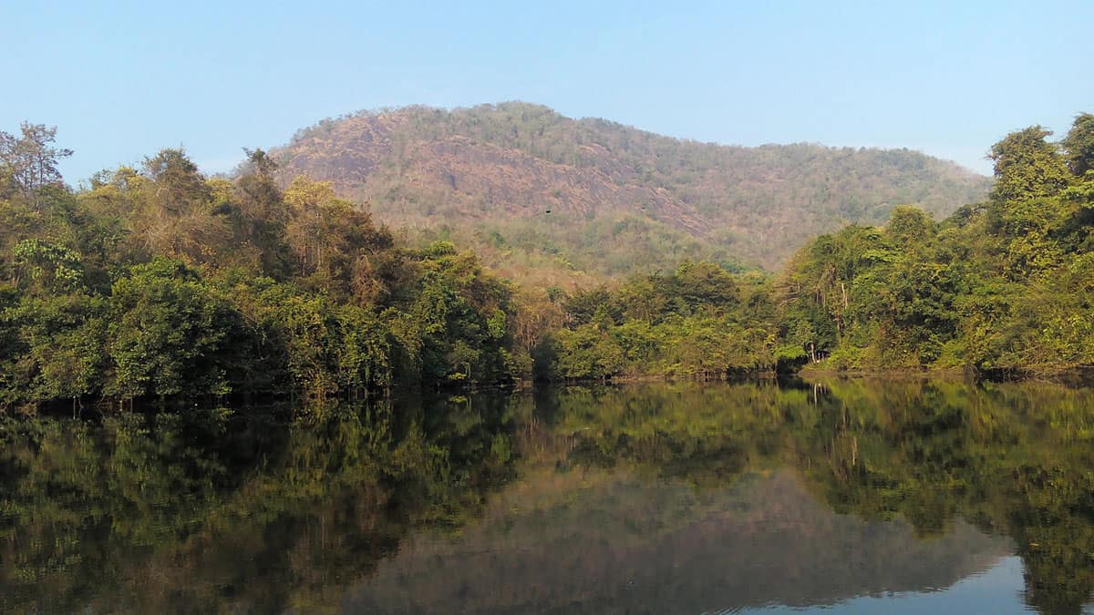 Birding in Thattekad – Everything You Need to Know
